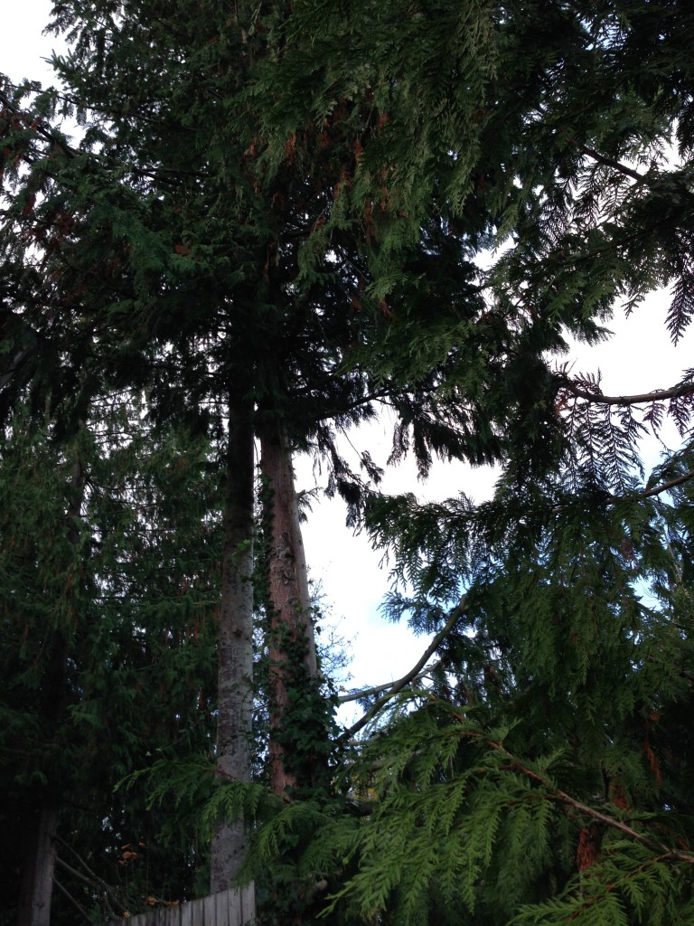 How to Get Out of a Bad Situation - What you can learn from a cat up a tree